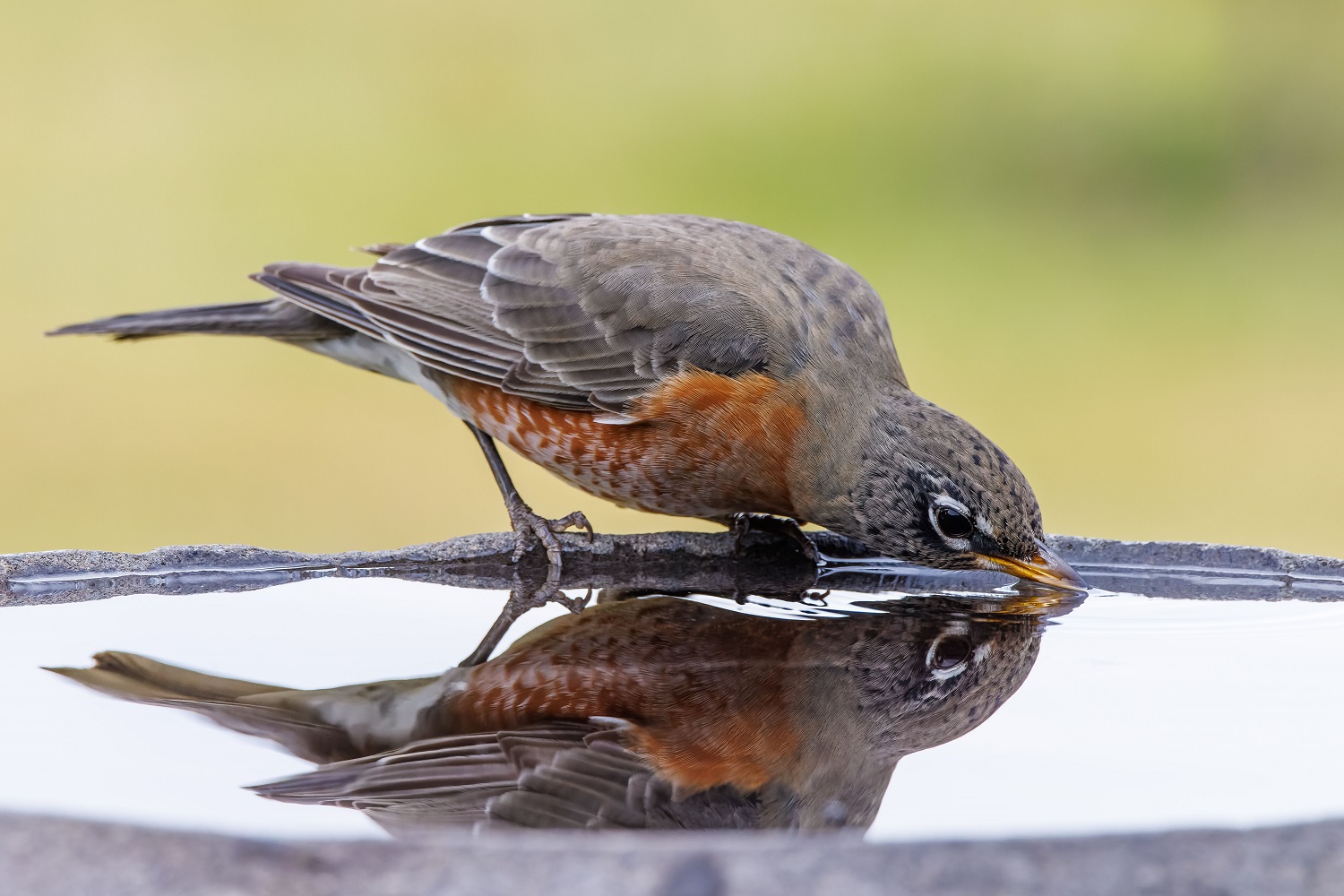 Tips for Making Your Yard More Bird-Friendly | WhirLocal